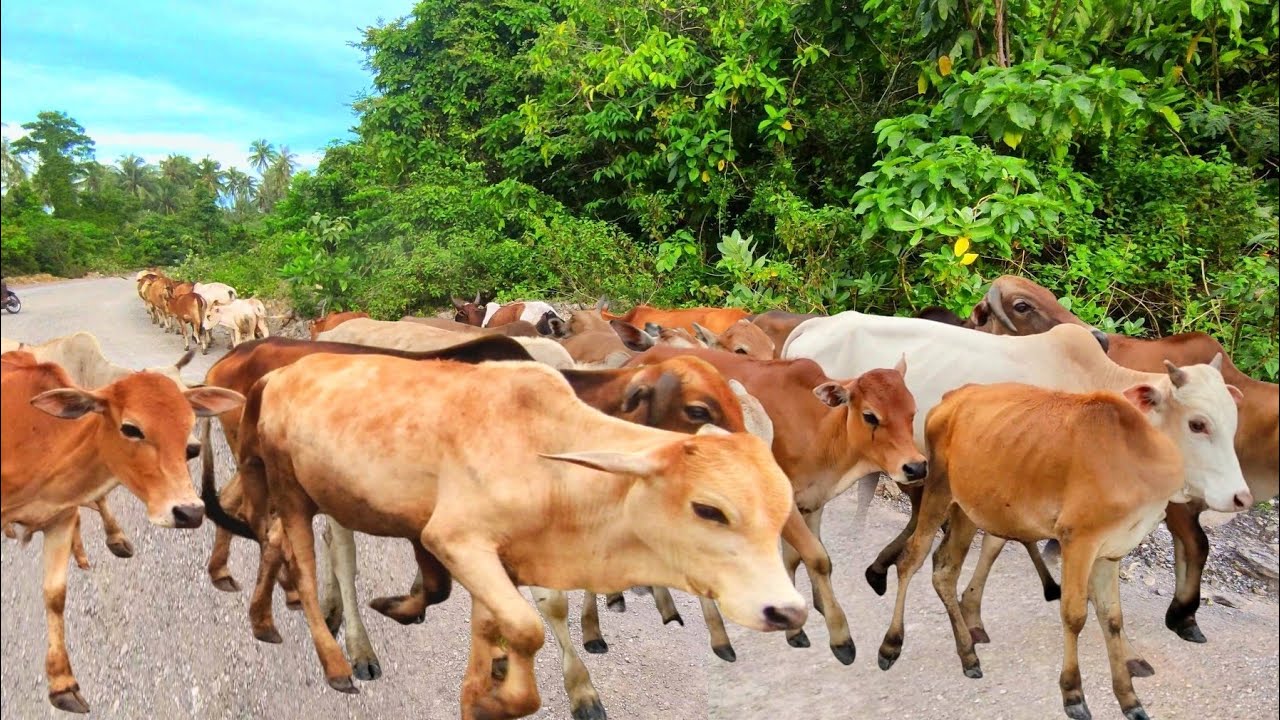 Cowbell - Cow Sound, Cow Remix, The Cows Are Very Happy When They Come ...