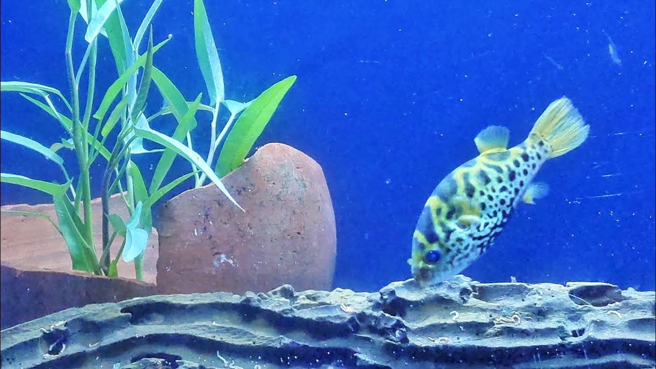 Pufferific, the Inflatable Buddies: A Close-Up Look at Two Adorable ...