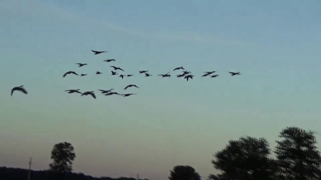 Early Season SMACKDOWN Goose Hunt, 23 BIRDS AND 5 BANDS!!!! - YouTube