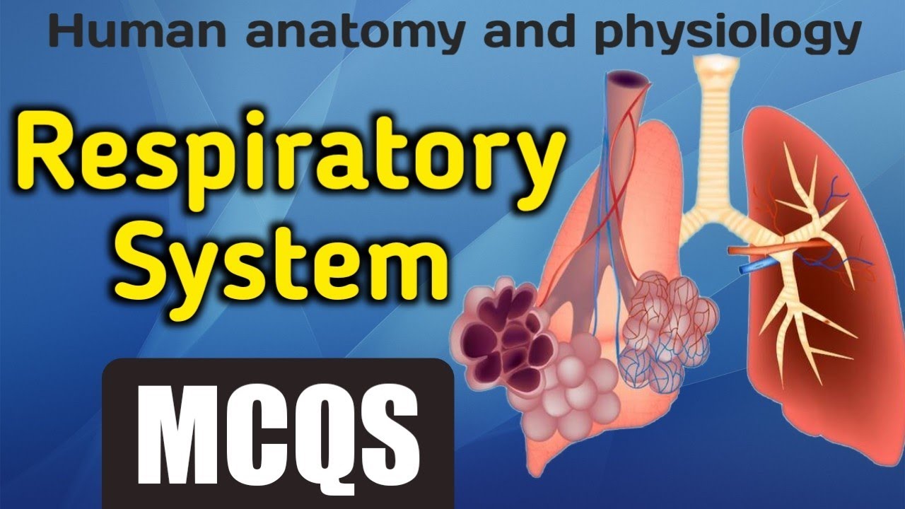 Respiratory System Mcqs Mcqs Of Pulmonary Sytem Anatomy And respiratory-system-mcqs-mcqs-of-pulmonary-sytem-anatomy-and