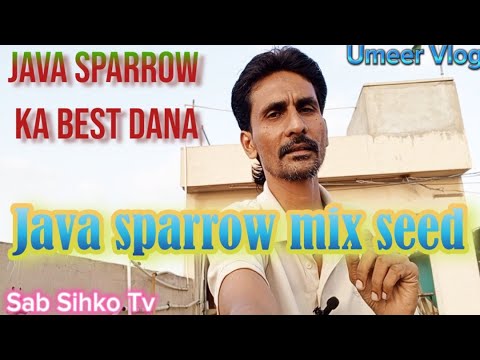 Java Sparrow Ka Best Dana | Aviary Update | Best Feed of Java Finches Bird | Java sparrow mix ...