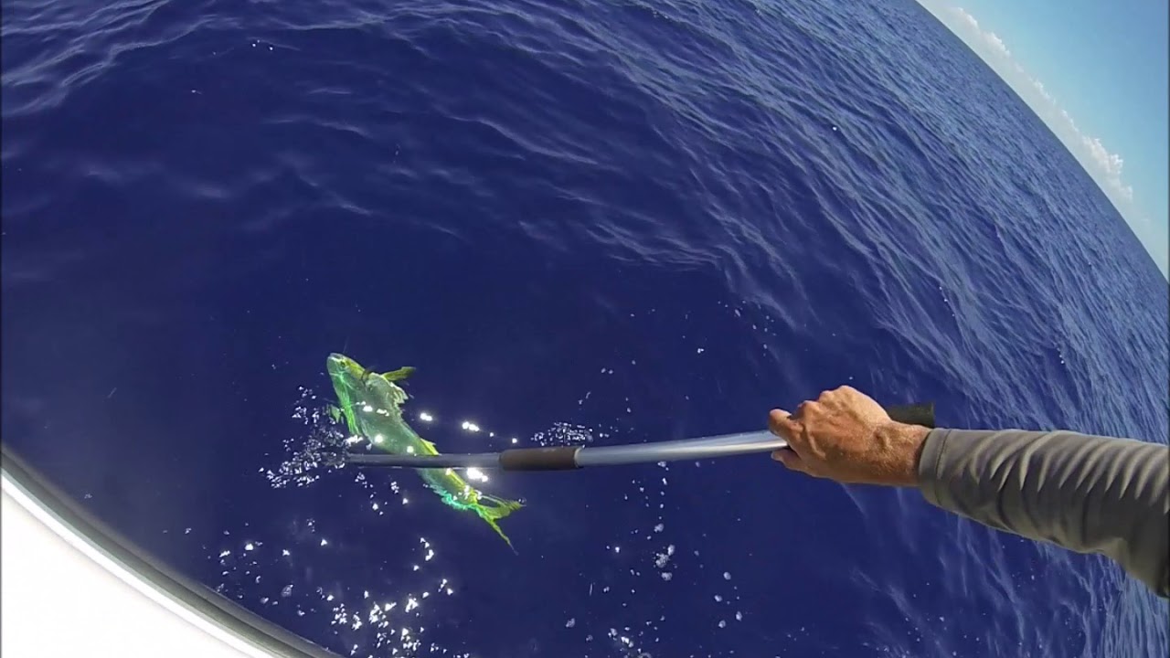 Deep drop fishing florida keys 2019 - YouTube