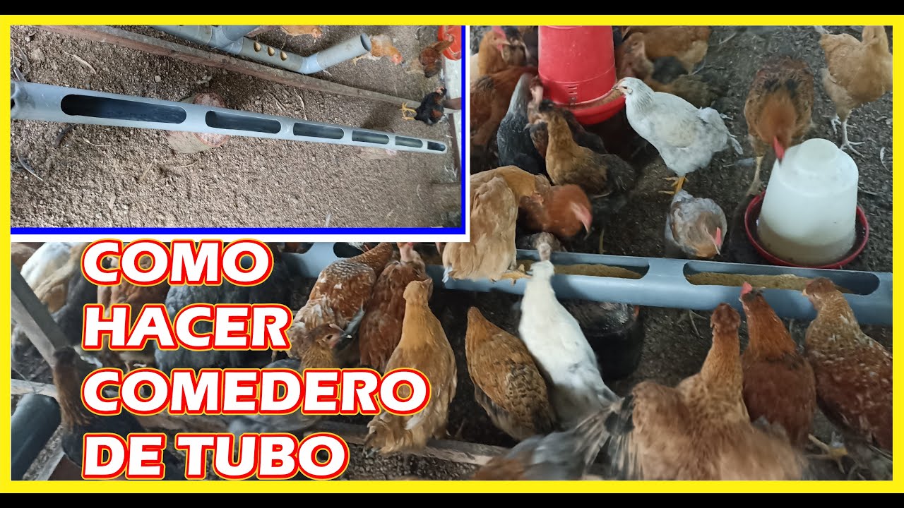 Como Hacer COMEDERO CASERO para Pollos, Gallinas, Criollas o de Postura ...