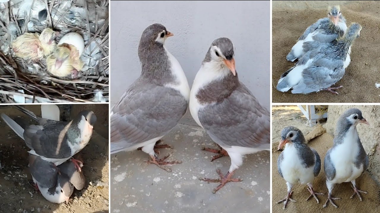 pigeon baby growing 😍 | pigeon baby growth day by day 🐣 ...