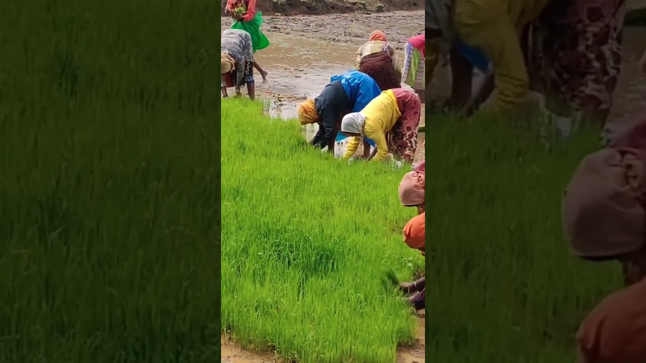 VILLAGE WOMEN FARMING || How to grow rice from store-bought brown rice ...