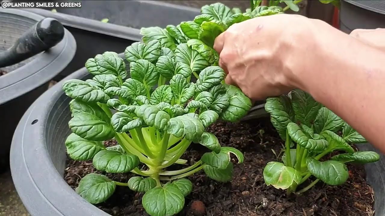 30 Crops You Should Plant in November for HUGE Harvests! - YouTube