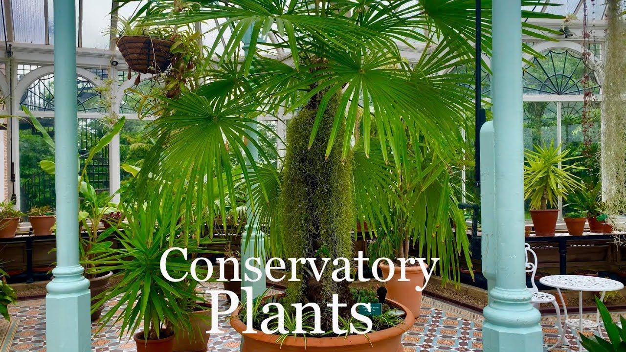 Amazing plant collection - Wide range of plants for conservatories 🪴 ...