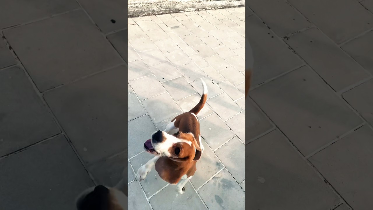 ️ Love u Micky ️ the bond between you and me🖤🥰 #micky #beagle #doglover ...