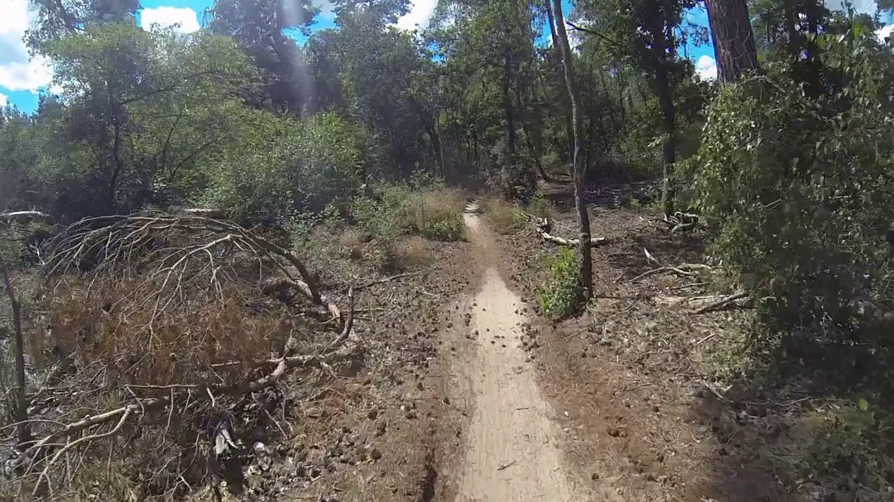 Forest run 2 - YouTube