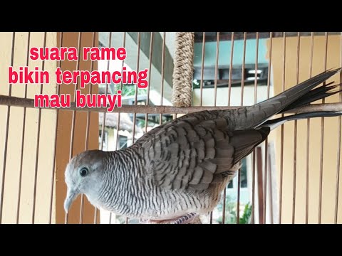 perkutut lokal gacor untuk pancingan perkutut agar bunyi