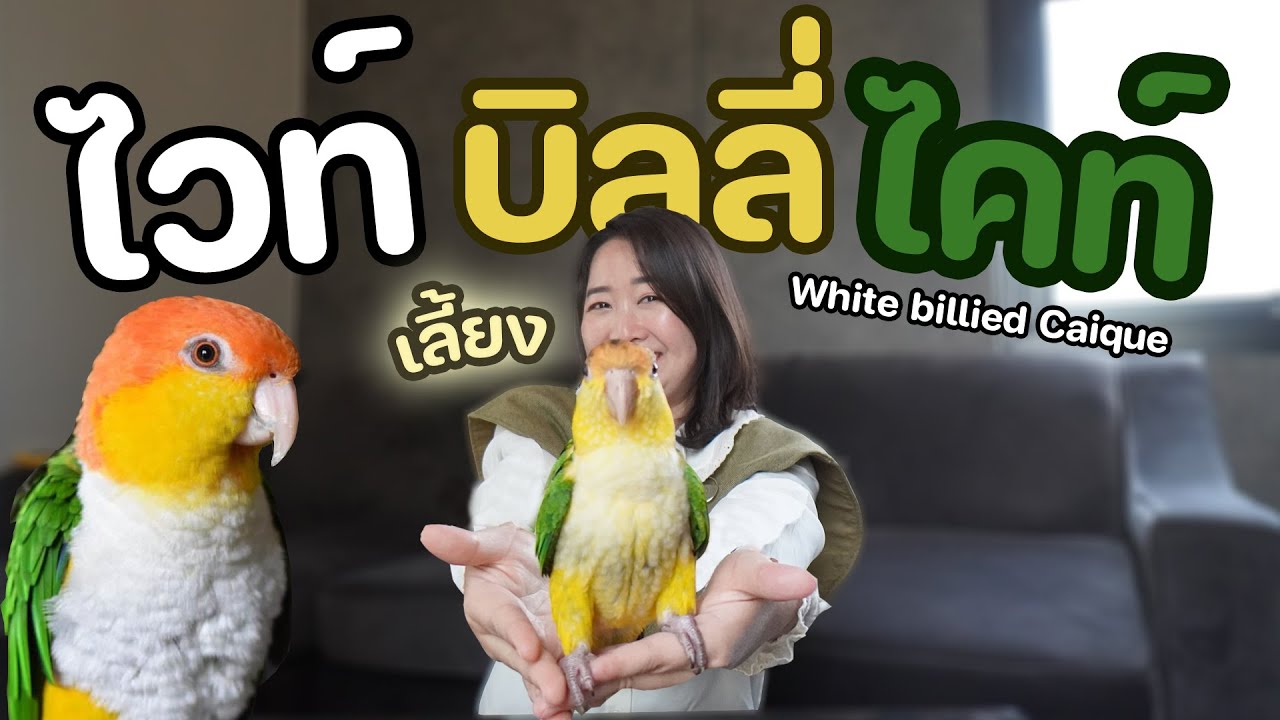 มารู้จัก+เลี้ยงไวท์บิลลี่ไคท์ (White bellied Caique) EP.306 - YouTube