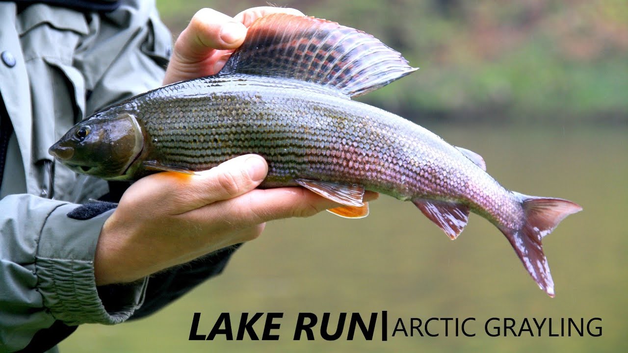 Fall Fishing the Aggressive Arctic Grayling - YouTube