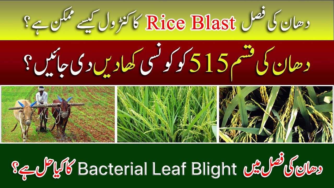 Top 5 Farming Tips | 515 Rice Variety Fertilizers & Control Rice Blast ...