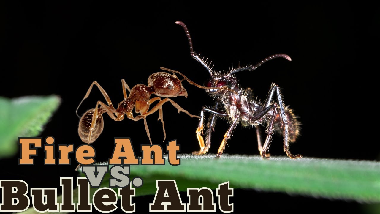 How is a Fire Ant Different From a Bullet Ant? - YouTube