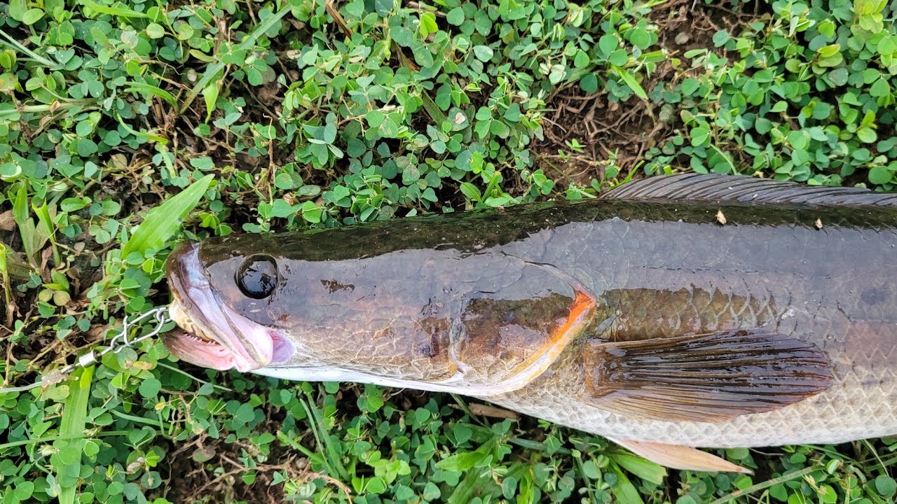 Snakehead fishing in South India using Scum frog Launch Series 20g ...