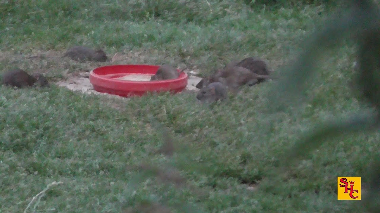 Pest Control with Air Rifles - Rat Shooting - Archive Bro Ratting - YouTube