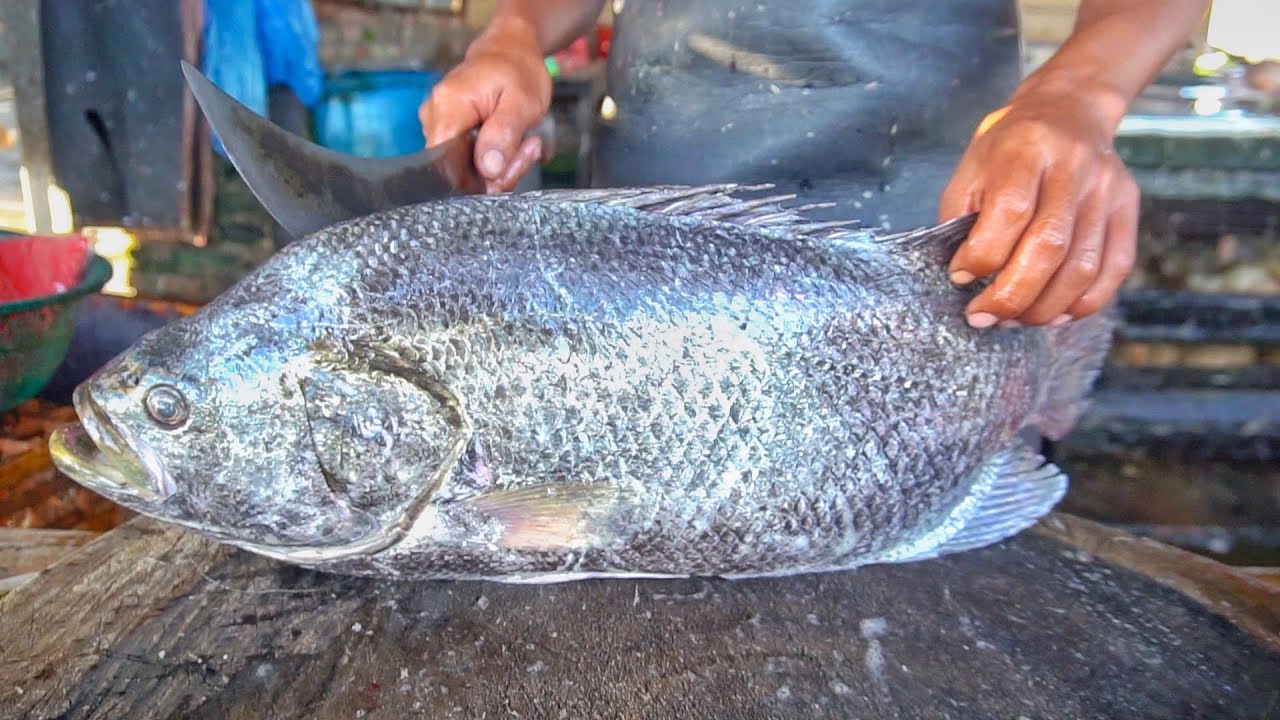 HUGE SUPER BLACK SNAPPER FISH CUTTING BY EXPERT FISH CUTTER || PERFECT ...