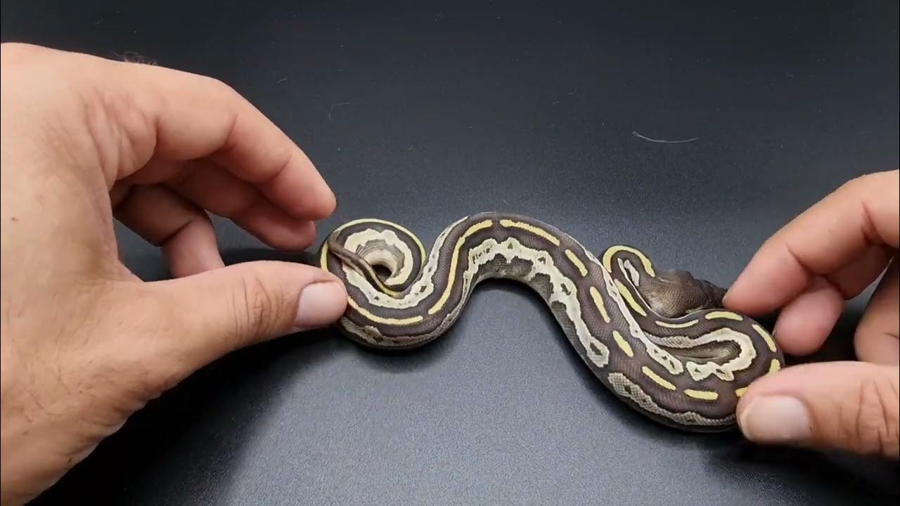 bongo blackhead leopard ball python - YouTube