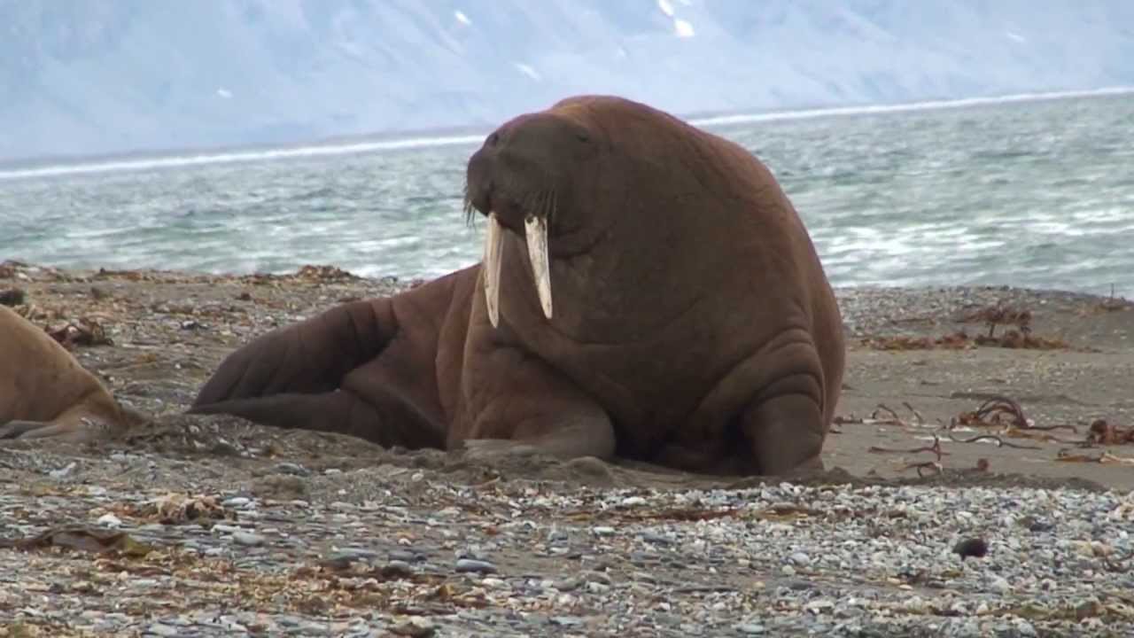Walruses at beach Poolepynten (Spitsbergen, MS Expedition, 2013) - YouTube
