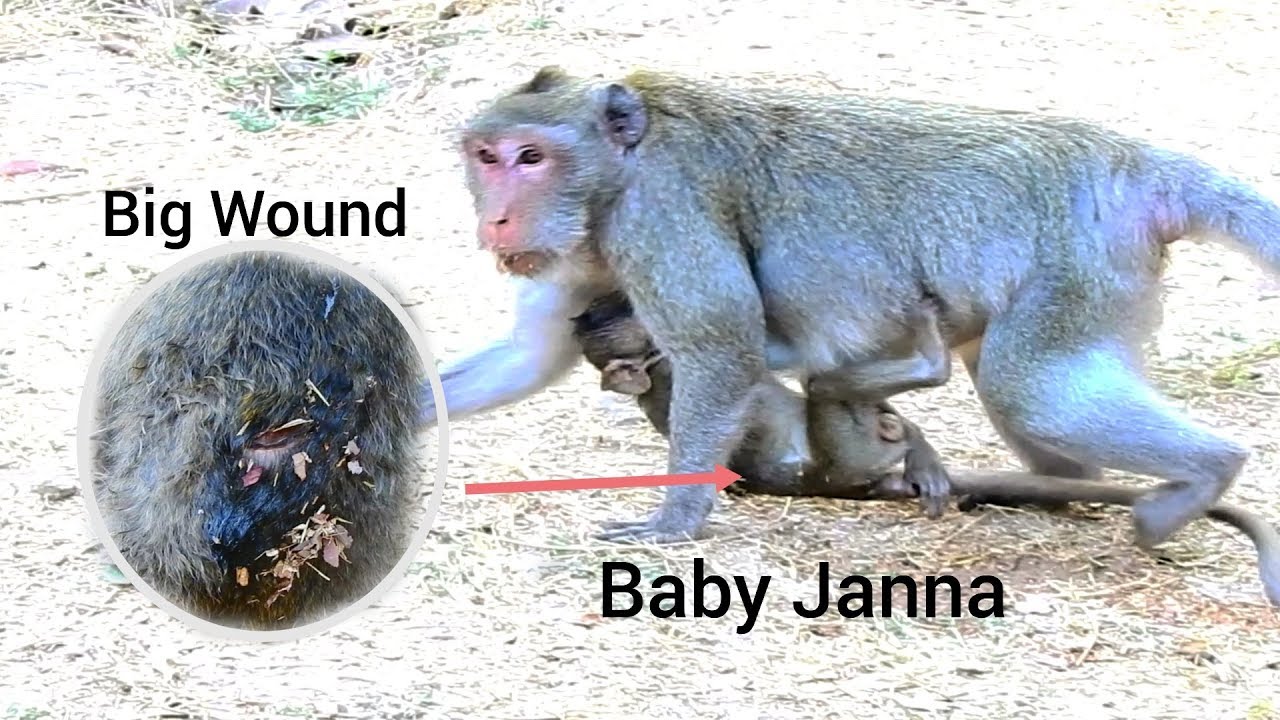 Seriously Painful Big Wound! BABY Monkey JANNA Was Gotten Bite So Hurt ...