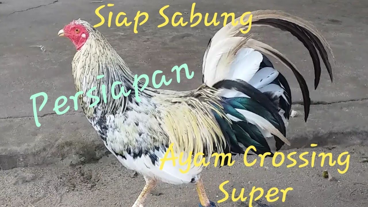 Ayam Petarung ( Peru Cross ) My Ijo × Ayam Bali Restu Farm - YouTube