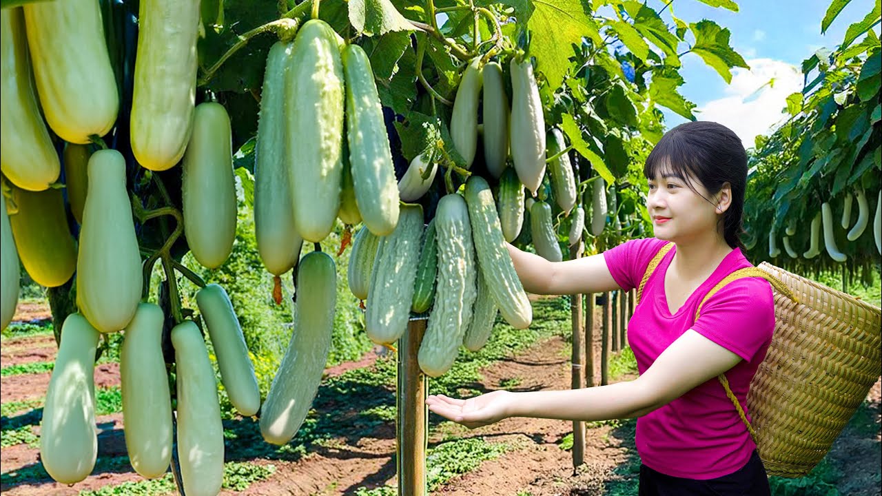 Amazing! Harvesting sweet giant tropical snow white cucumber - How to ...