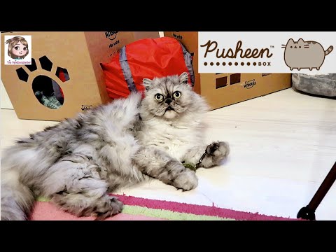 PUSHEEN BOX CAT Kit Unboxing deutsch 😻 Post für unsere Katzen 😻 Überraschungsbox mit Spielzeug