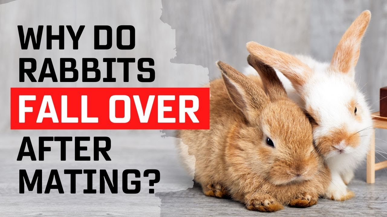 Why Do Rabbits Fall Over After Mating? Is It OK or Should You Worry ...