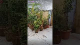 Manchu lo thadisina garden