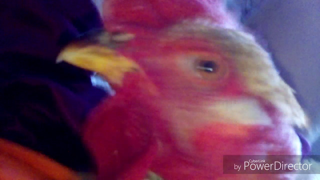 Soy un crack/pollo que habla - YouTube