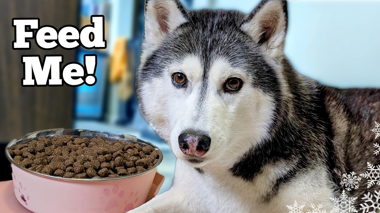 My Dogs Dinner Routine (Spring Edition!) | A Day in Our Dogs' Life ...