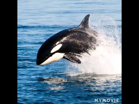 Orca sound - YouTube
