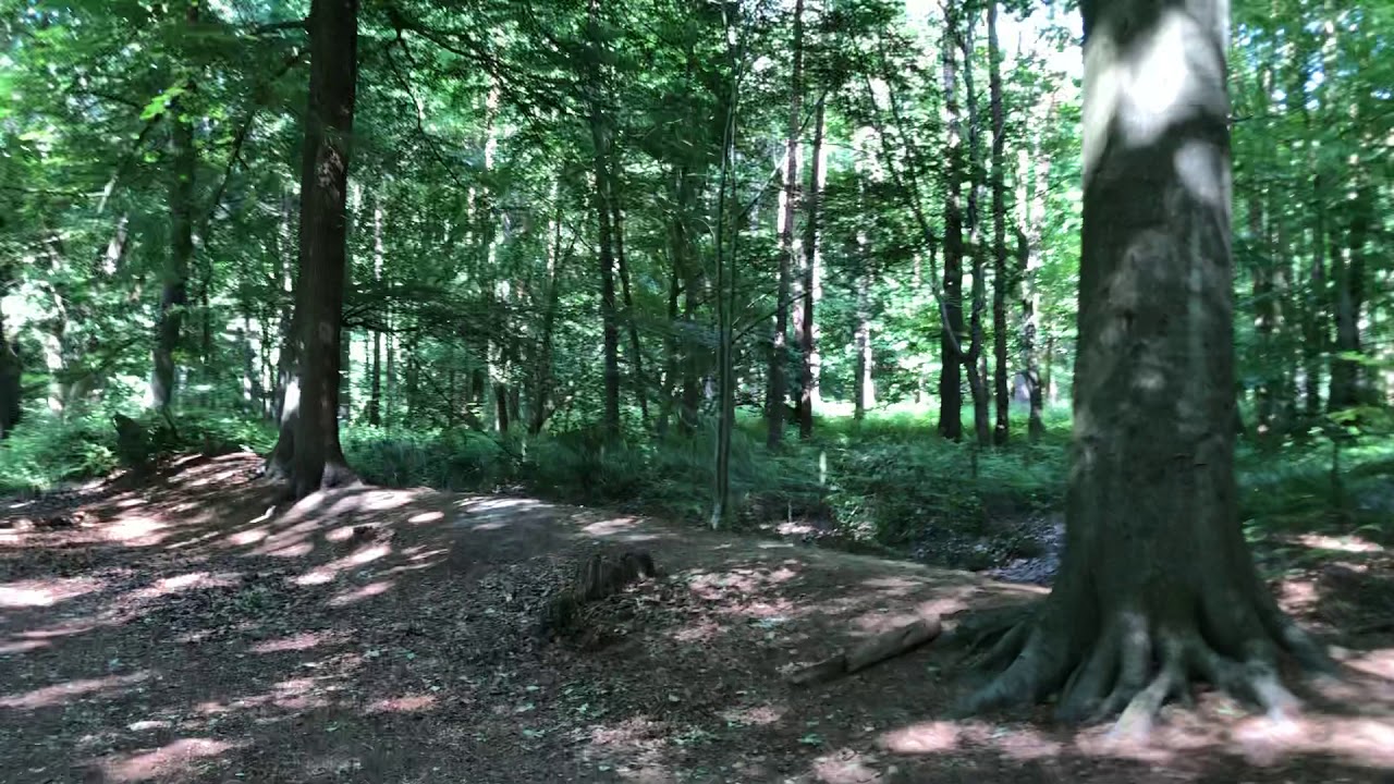 Virtual forest walk during corona times - YouTube