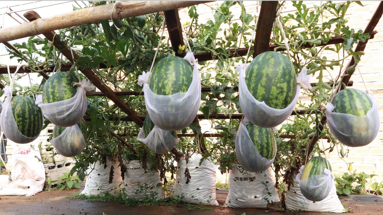 Growing watermelons from old sacks - Succulent bright red watermelons ...