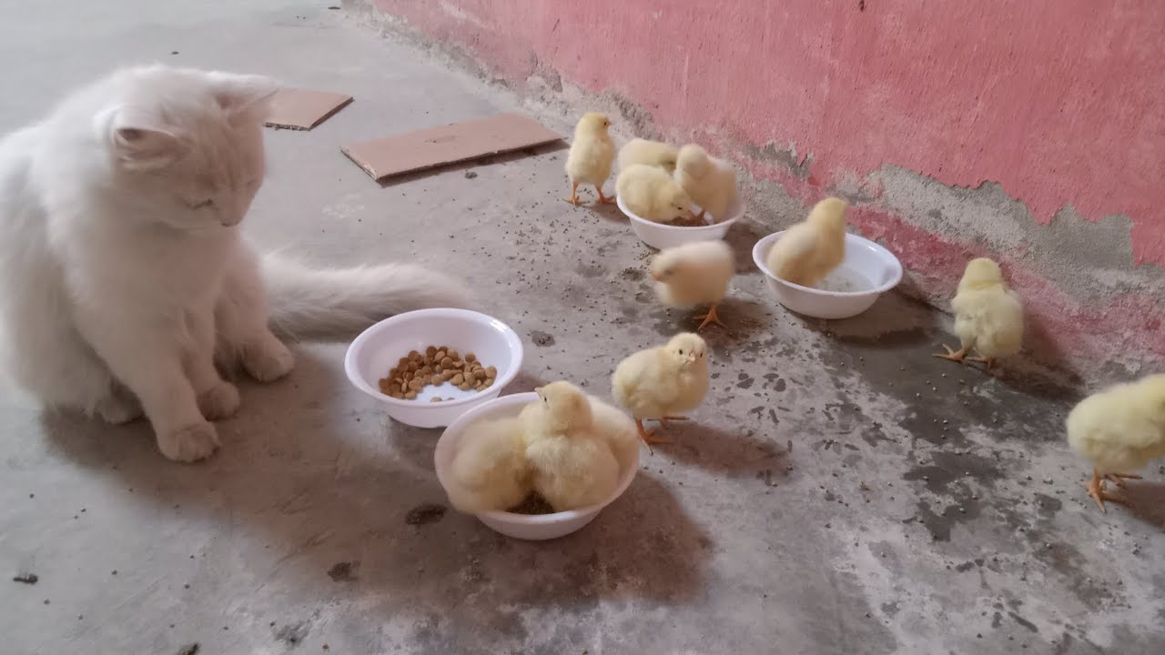 cat and Baby chickens together enjoying free Tim - YouTube
