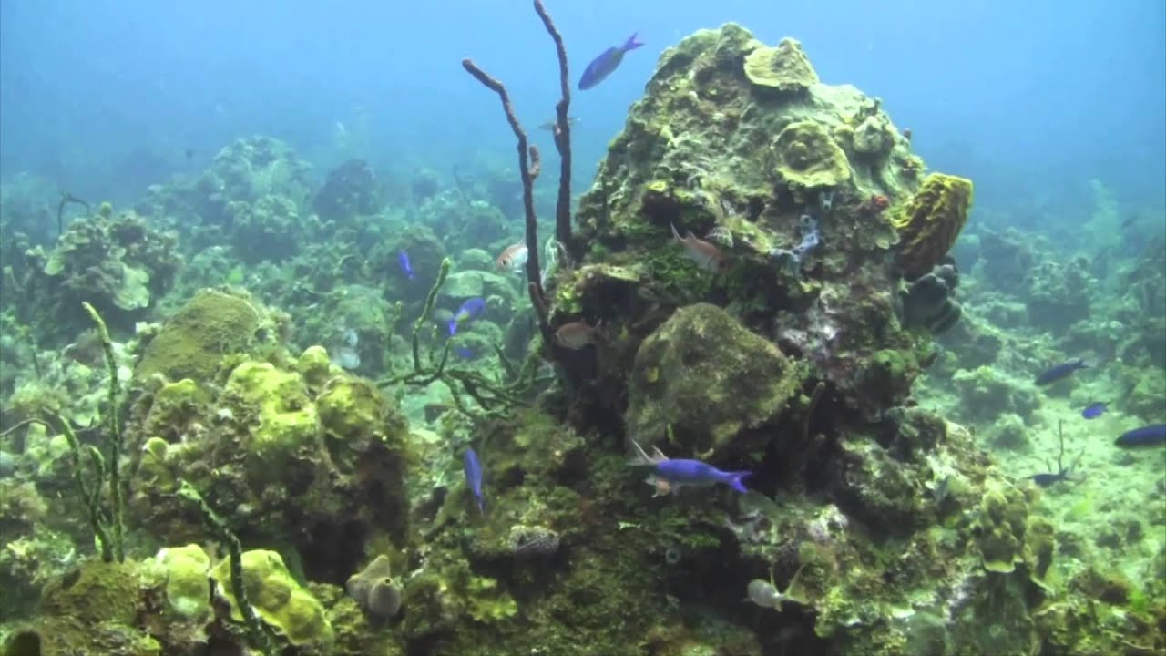 Sea Life Sanctuary Turns The Tide - YouTube