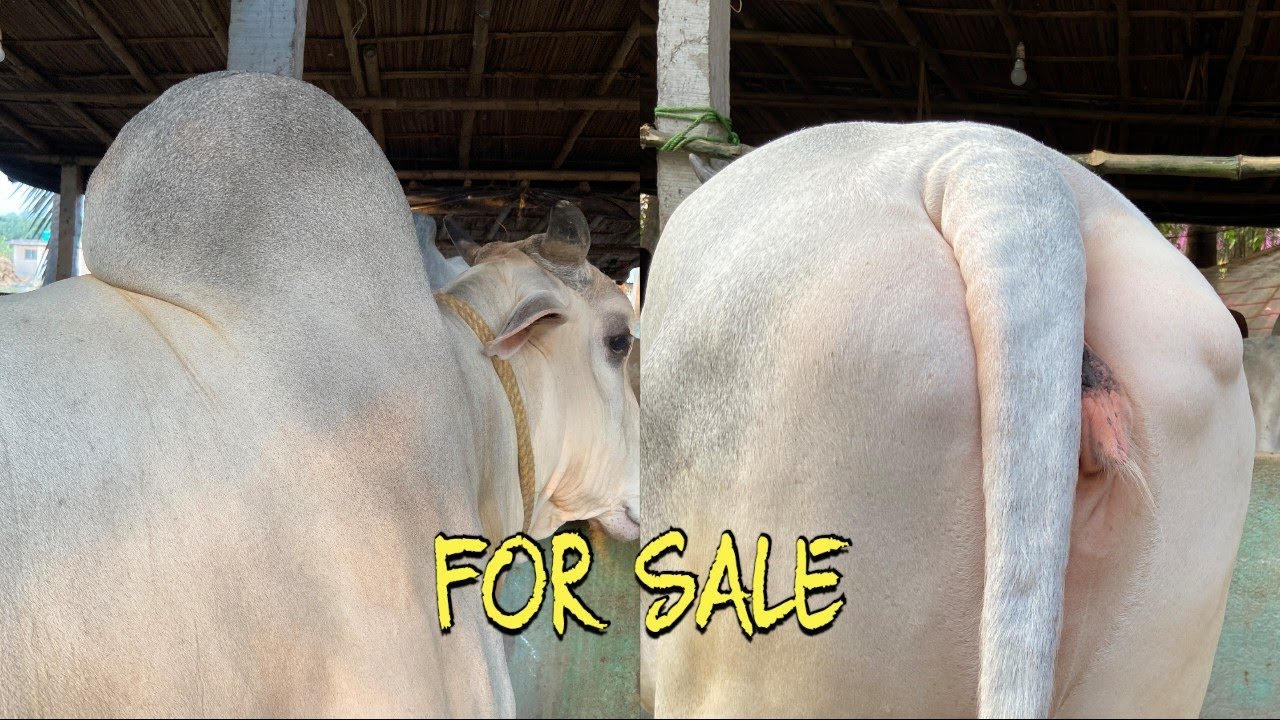 IBRAHIM DAIRY FARM | PART -2 VLOG | KOLKATA COW 2024 - YouTube