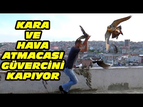 KARA VE HAVA ATMACASI GÜVERCİNE DALIYOR ARALARINDA Kİ FARK NEDİR? human and hawk