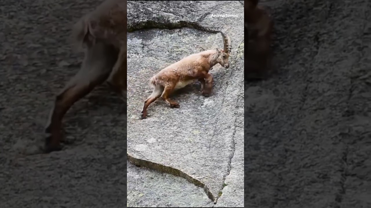 Ibex Goat: The Gravity Defying Animals #shorts - YouTube