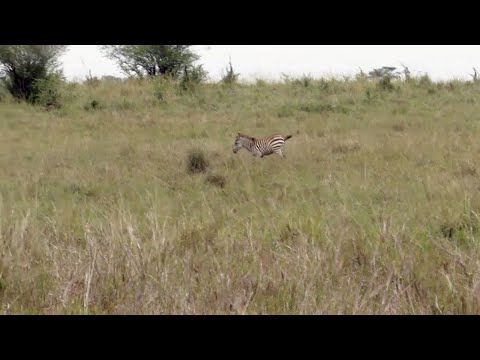 Lost zebra in a hungry lions territory - YouTube