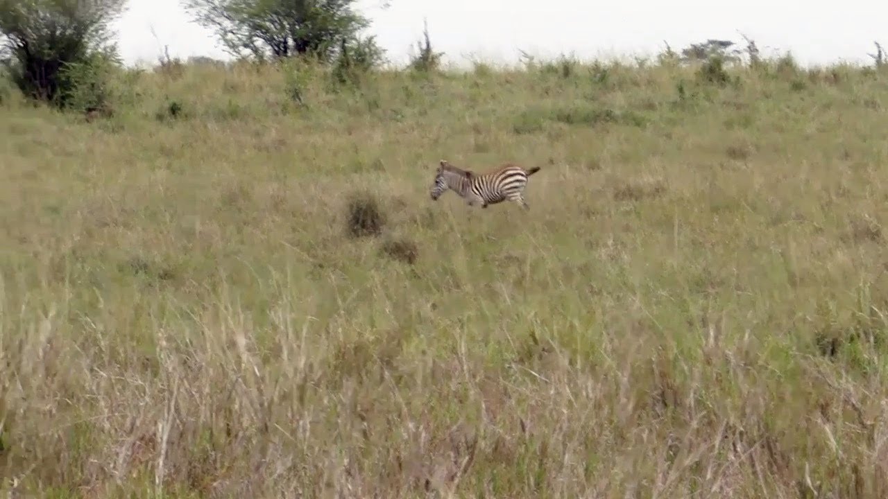 Lost zebra in a hungry lions territory - YouTube