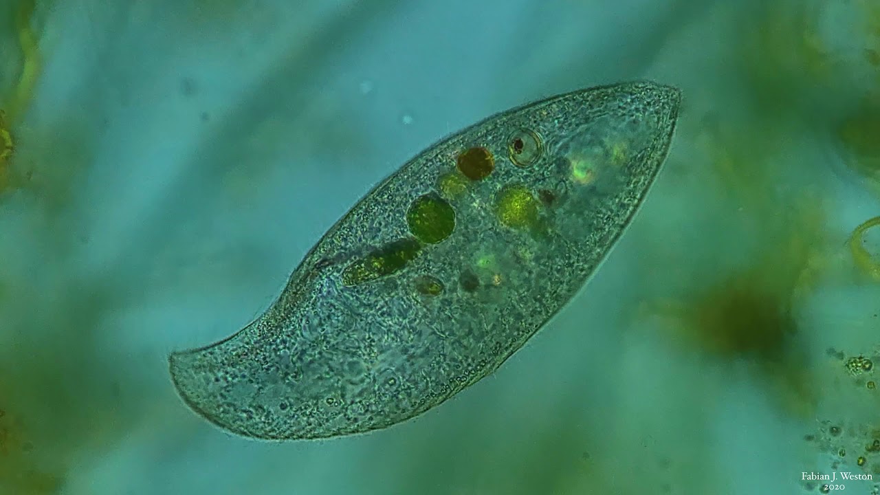 𝙇𝙤𝙭𝙤𝙙𝙚𝙨 Ehrenberg, 1830 - YouTube