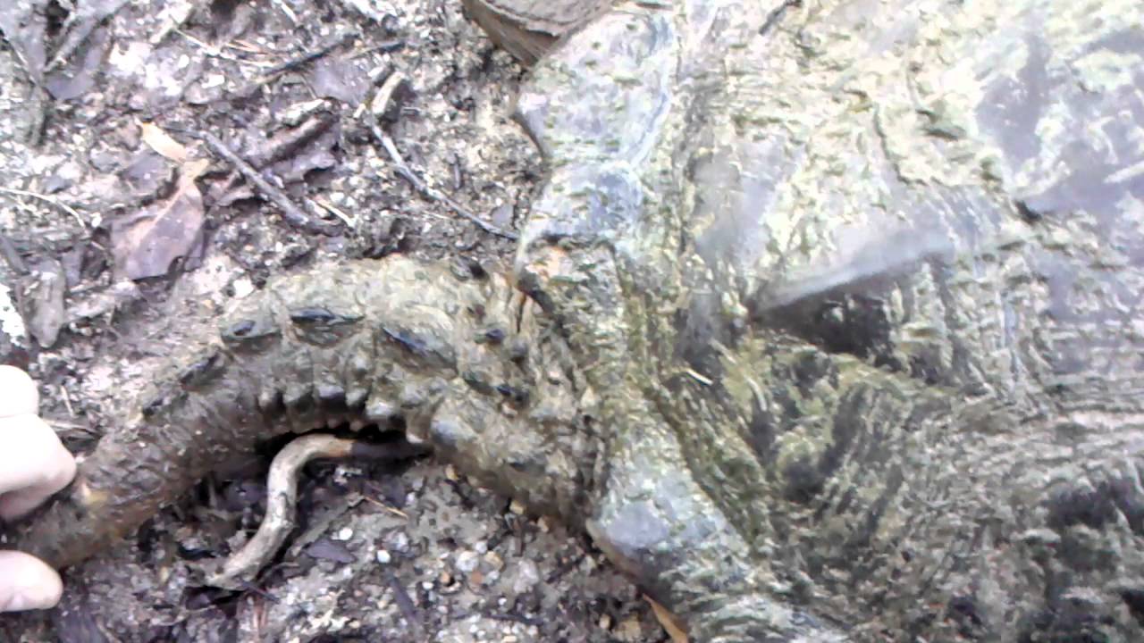 Huge snappin turtle with pellet gun(must see!!!) - YouTube