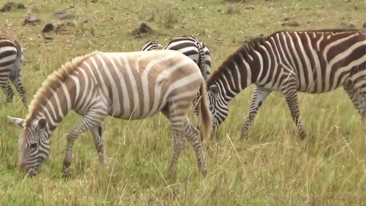 Rare Albino Zebra Spotted with Yellow Hair & Stripes - YouTube