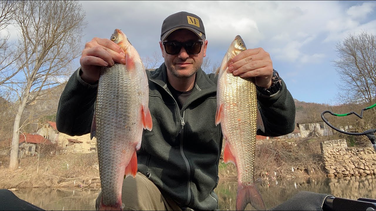 Pecanje Skobalja na hleb - DRINSKI SKOBALJI SA NISAVE - Ribolov na ...