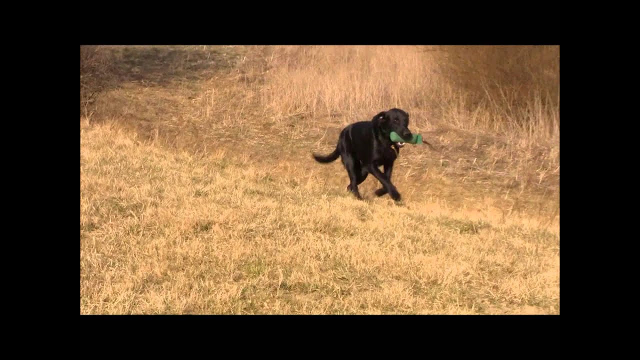 Shelf - marking/memory - YouTube