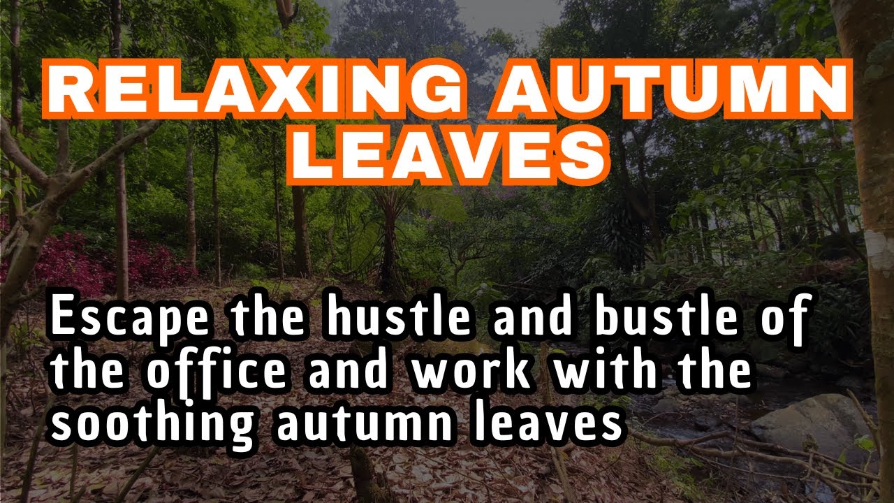 Relaxing Autumn Leaves ASMR | Nature Sounds for Work Focus ...
