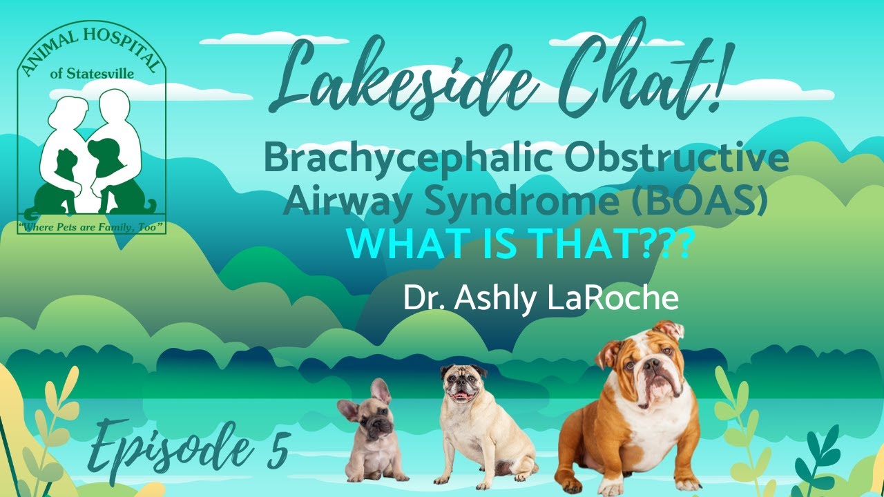 Brachycephalic Obstructive Airway Syndrome (BOAS): Lakeside Chat 5 ...
