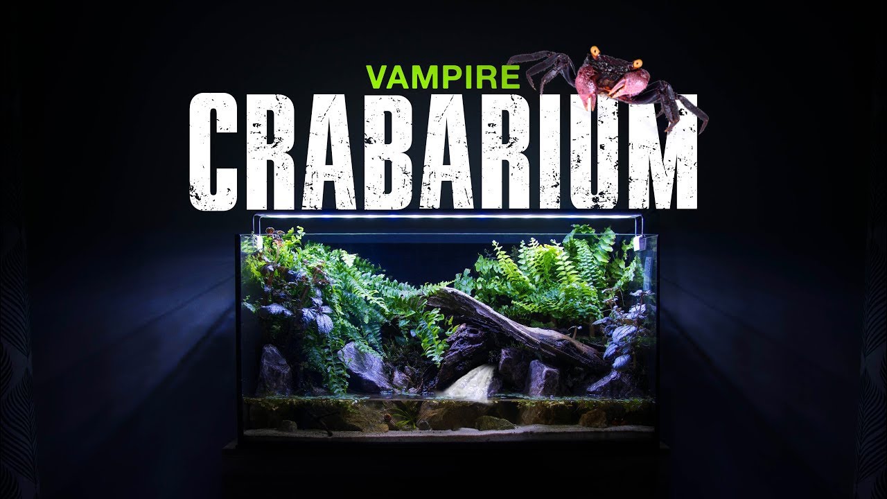 🦀 I MADE VAMPIRE CRAB ECOSYSTEM PALUDARIUM WITH WATERFALL (STEP BY STEP ...
