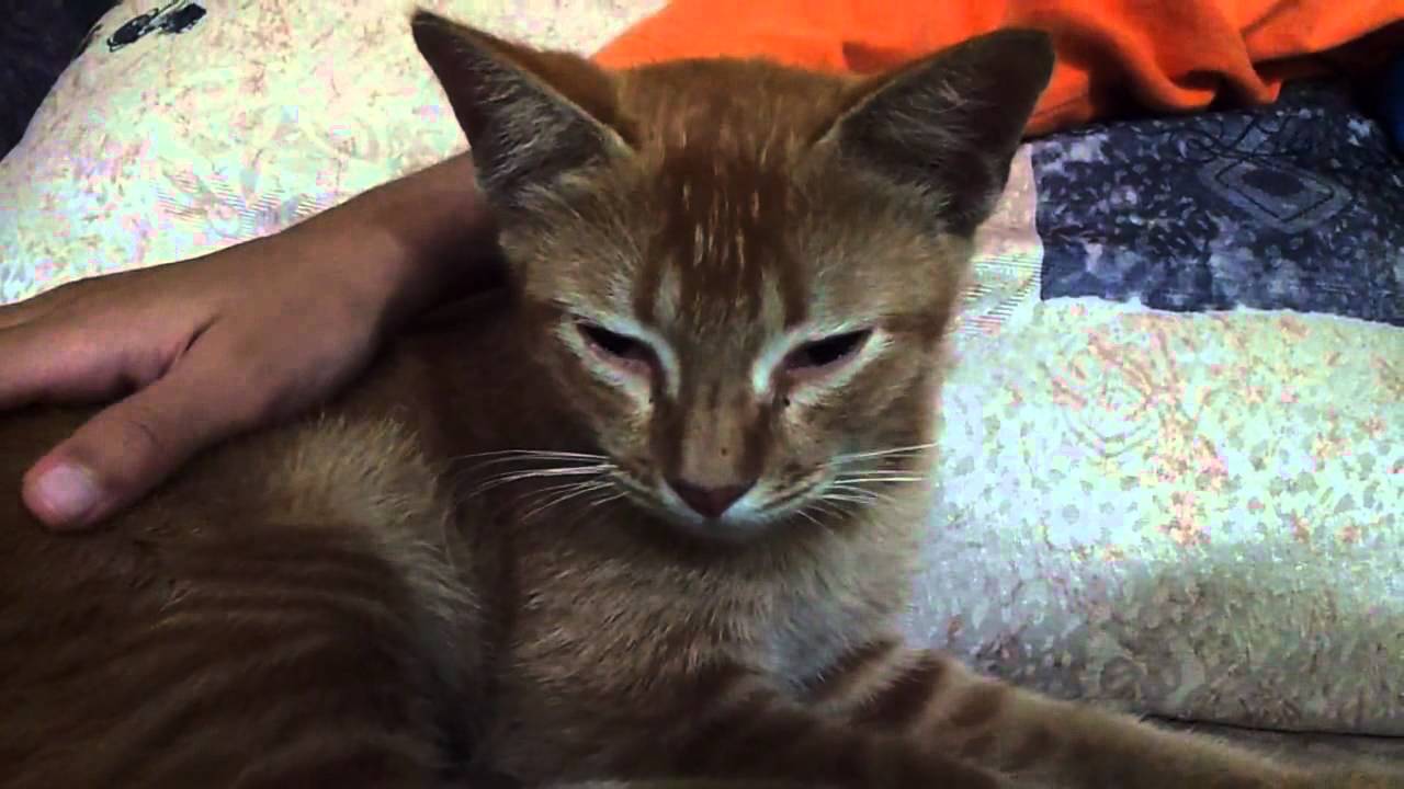 Kucing Merajuk - YouTube